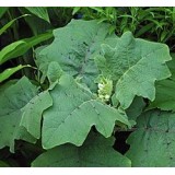 Semillas de Lulo, Solanum quitoense, naranjilla, jugos zumos helados