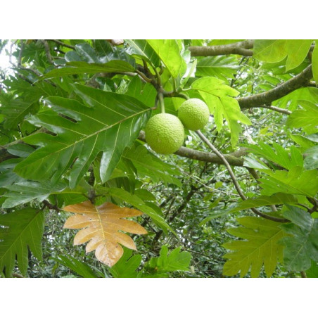 planta de arbol del pan artocarpus altilis frutipan comestible fruto