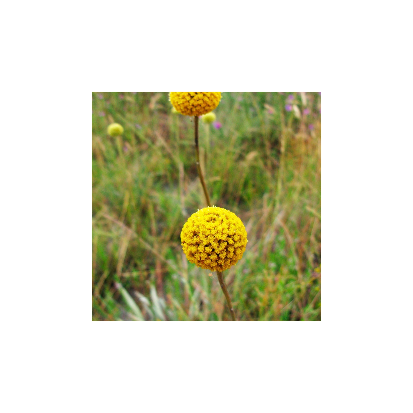 Plantas de craspedia globosa sembrar semillas flores amarillas flor