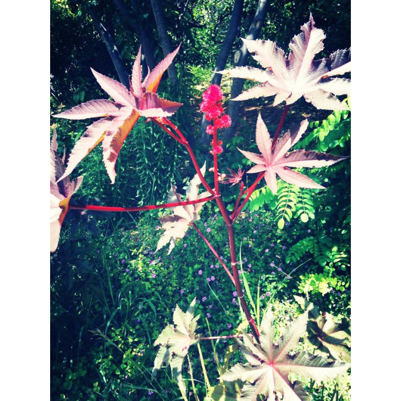 Semillas de Ricino rojo, Ricinus communis purpura, planta ricina