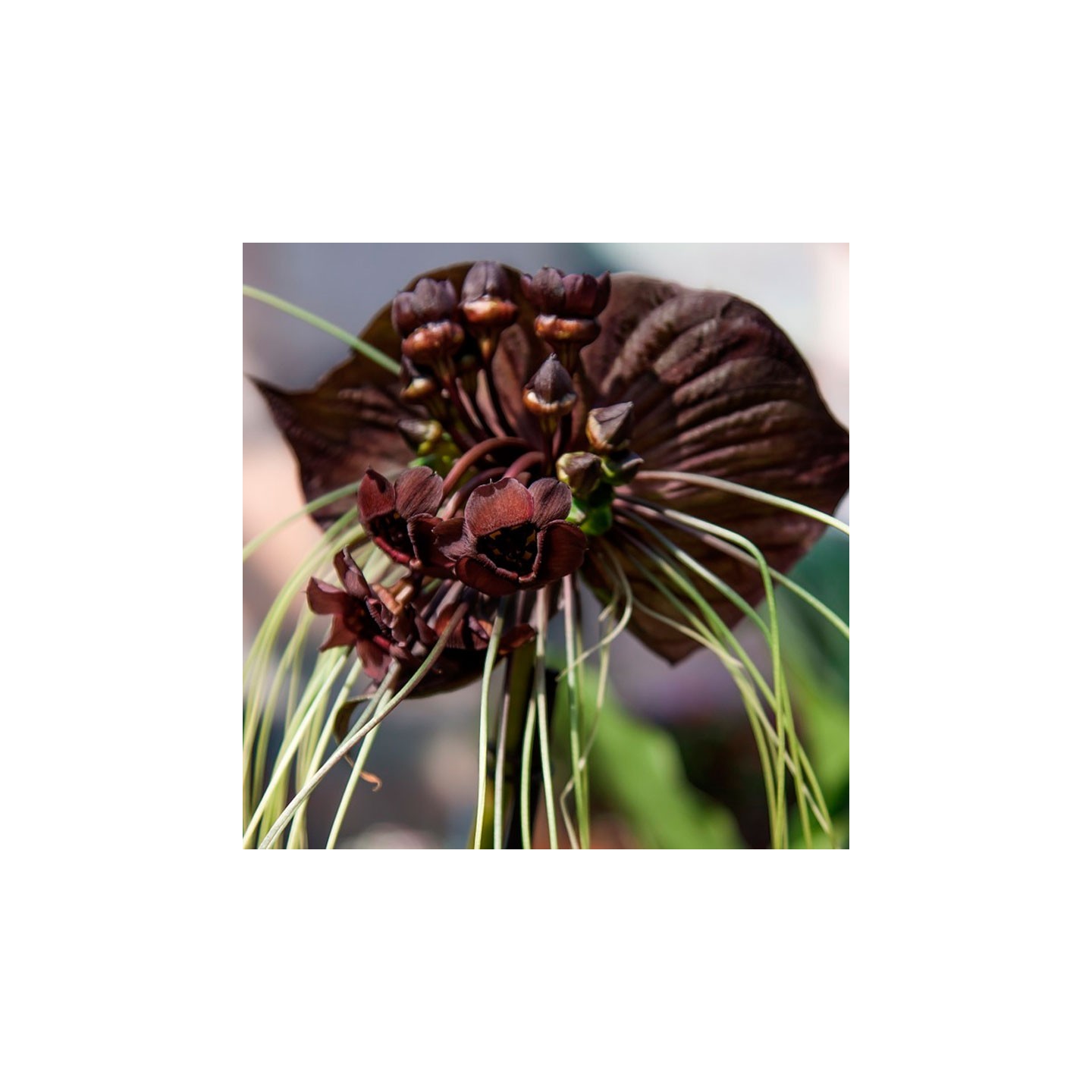 Semillas de flor murcielago, tacca chantrieri, planta flor negra rara