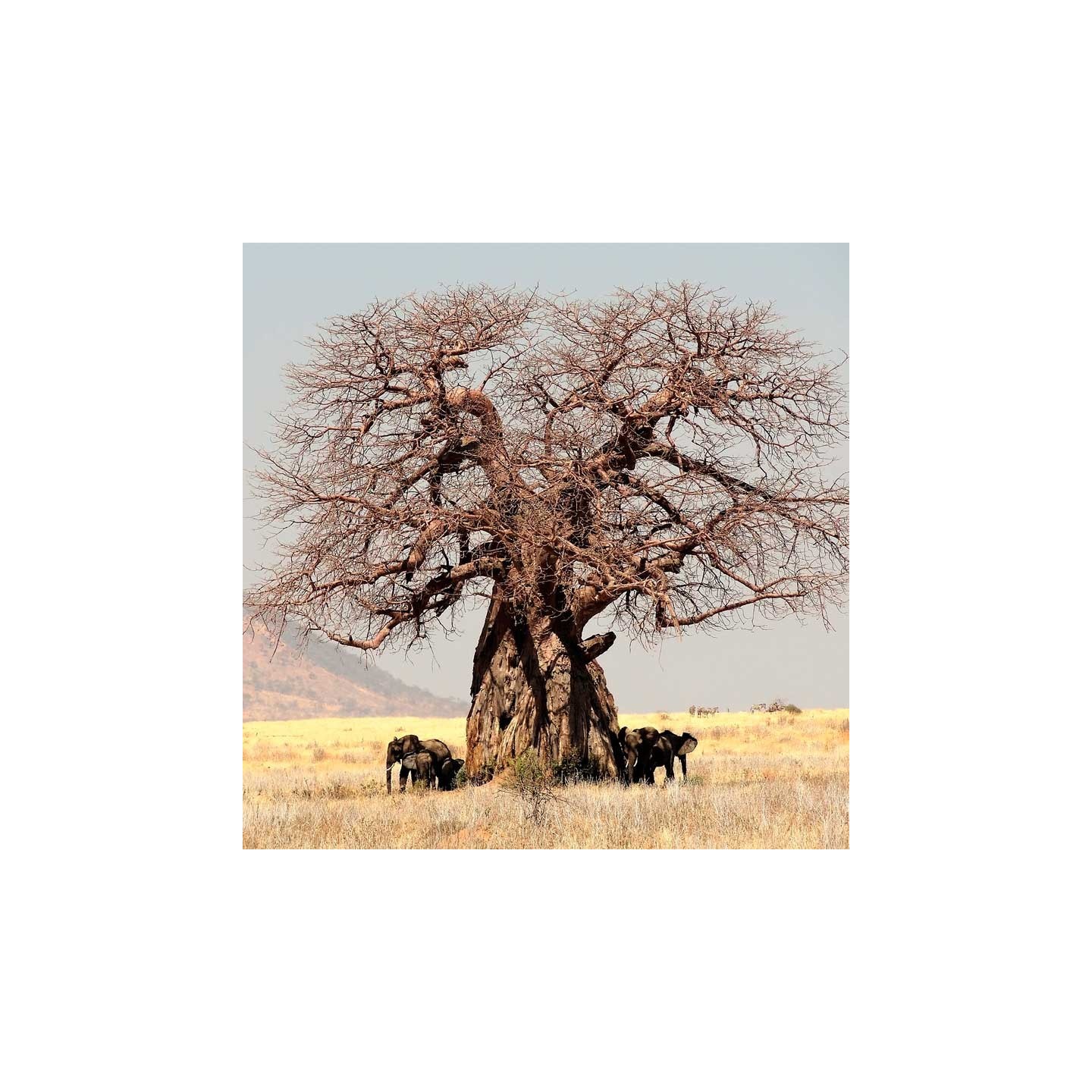Semillas de Baobab o Adansonia digitata | Entresemillas