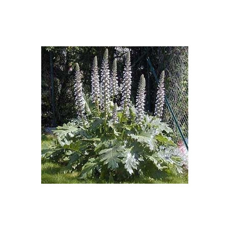 Semillas de Acanto, Acanthus mollis, para sembrar, hierba flores en espiga