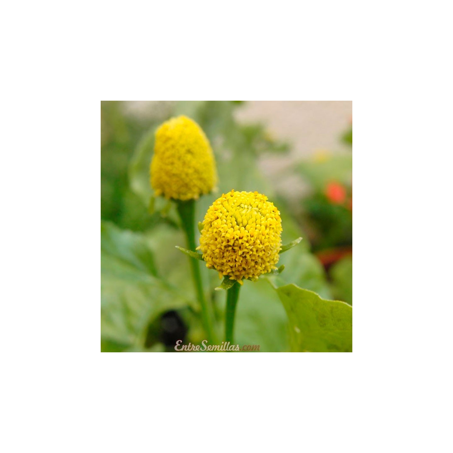 Flor eléctrica Sechuan bottons