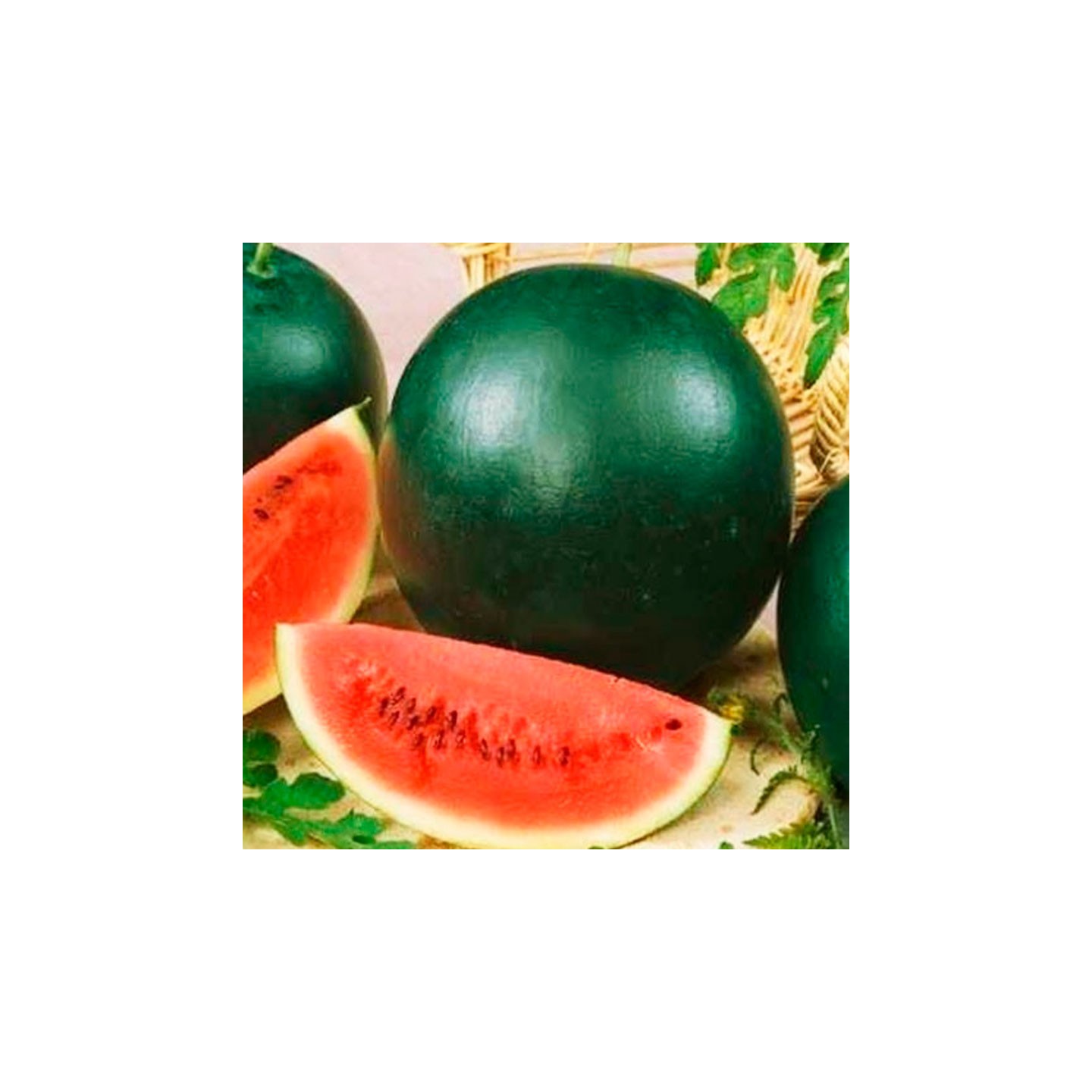 semillas de sandia sugar baby dulce verde oscuro oscura comprar