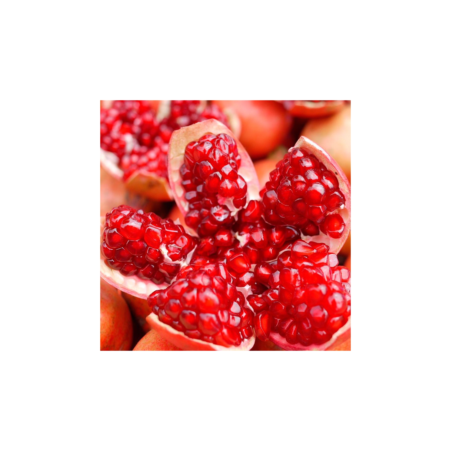 Semillas de Granado (Punica granatum) para sembrar plantas de granada