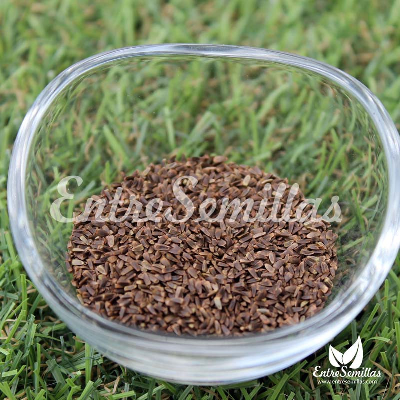 Semillas de Leonurus cardiaca, Agripalma Planta medicinal para sembrar