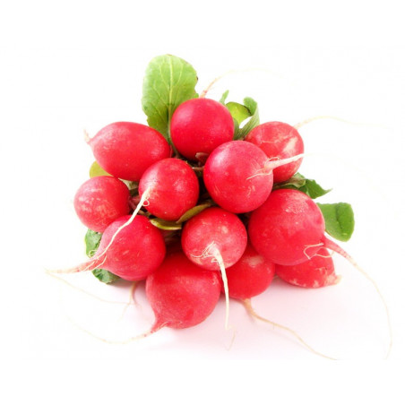 Semillas de Rábano redondo rojo o Rabanito rojo | Tienda de semillas