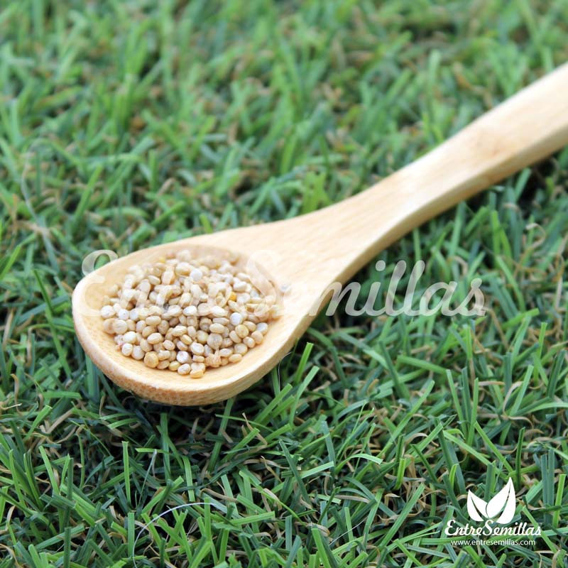 Semillas de quinoa quinua Chenopodium quinoa seeds granos sembrar