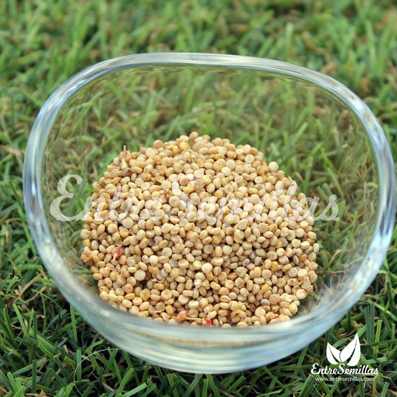 Semillas de quinoa quinua Chenopodium quinoa seeds granos sembrar