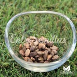 semillas de sandia sugar baby dulce verde oscuro oscura comprar