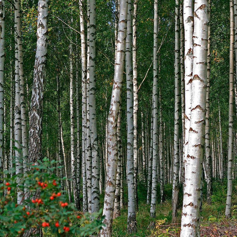 Semillas de Abedul (Betula pendula) | Especialistas en semillas