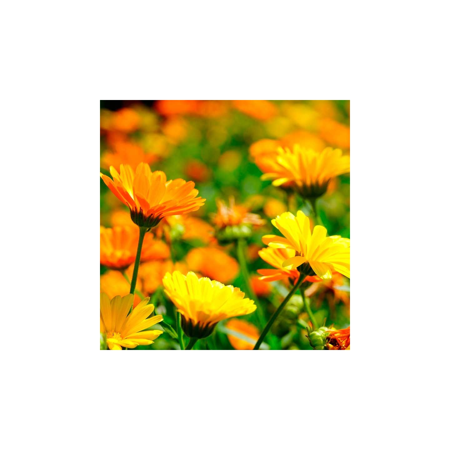 Semillas de Calendula officinalis oficinal flor sembrar comprar precio
