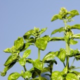 Semillas de Albahaca hoja ancha (Ocimum basilicum) genovesa para sembrar