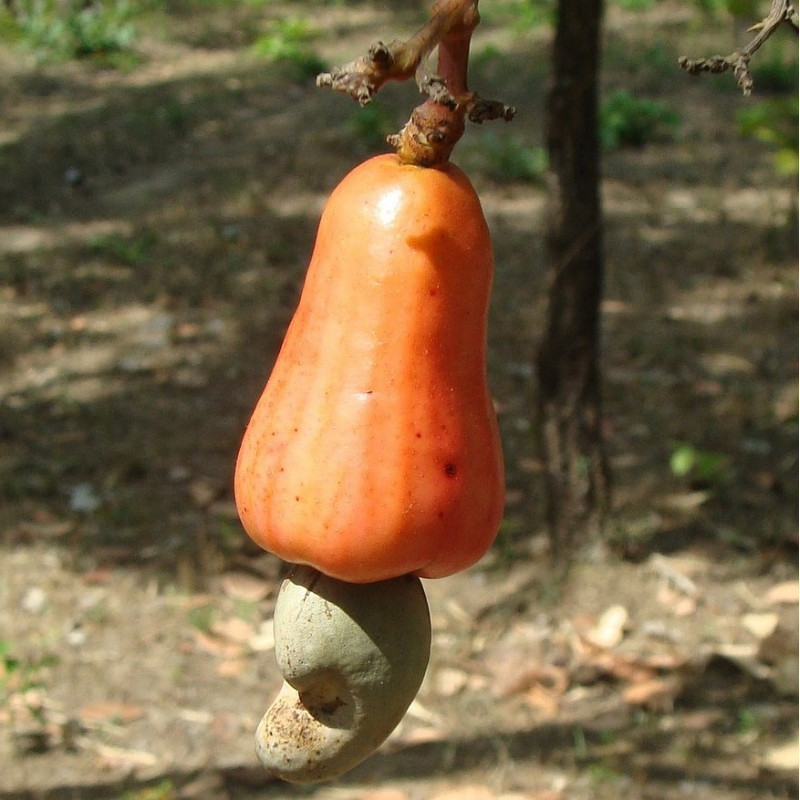 Semillas de Anacardos para sembrar, Anacardium occidentale en semilla
