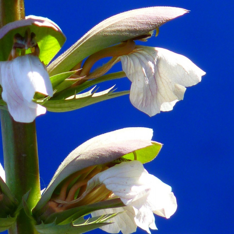 Semillas de Acanto, Acanthus mollis, para sembrar, hierba flores en espiga
