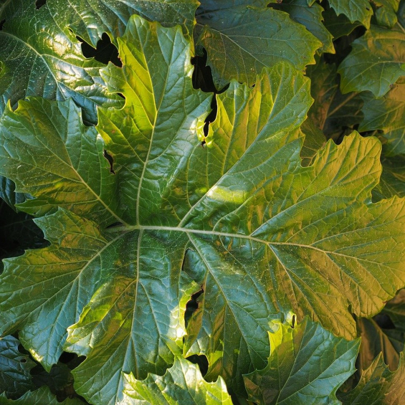 Semillas de Acanto, Acanthus mollis, para sembrar, hierba flores en espiga