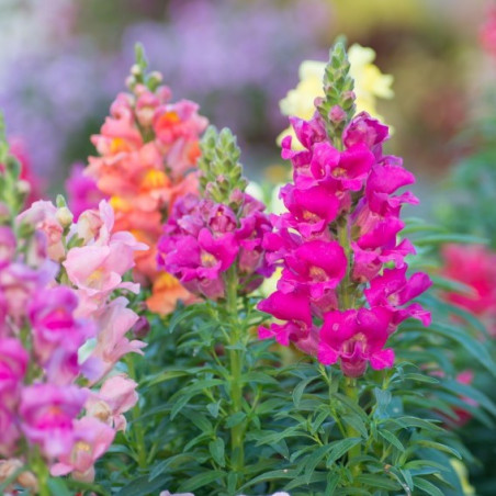 semillas de conejitos boca de dragon Antirrhinum majus flores colores