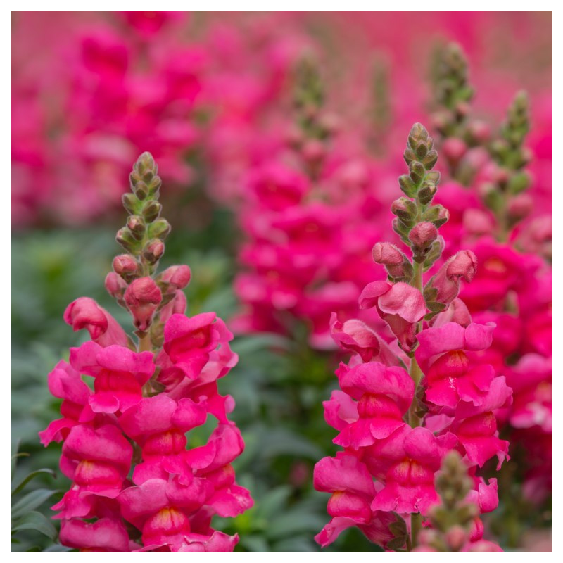 semillas de conejitos boca de dragon Antirrhinum majus flores colores