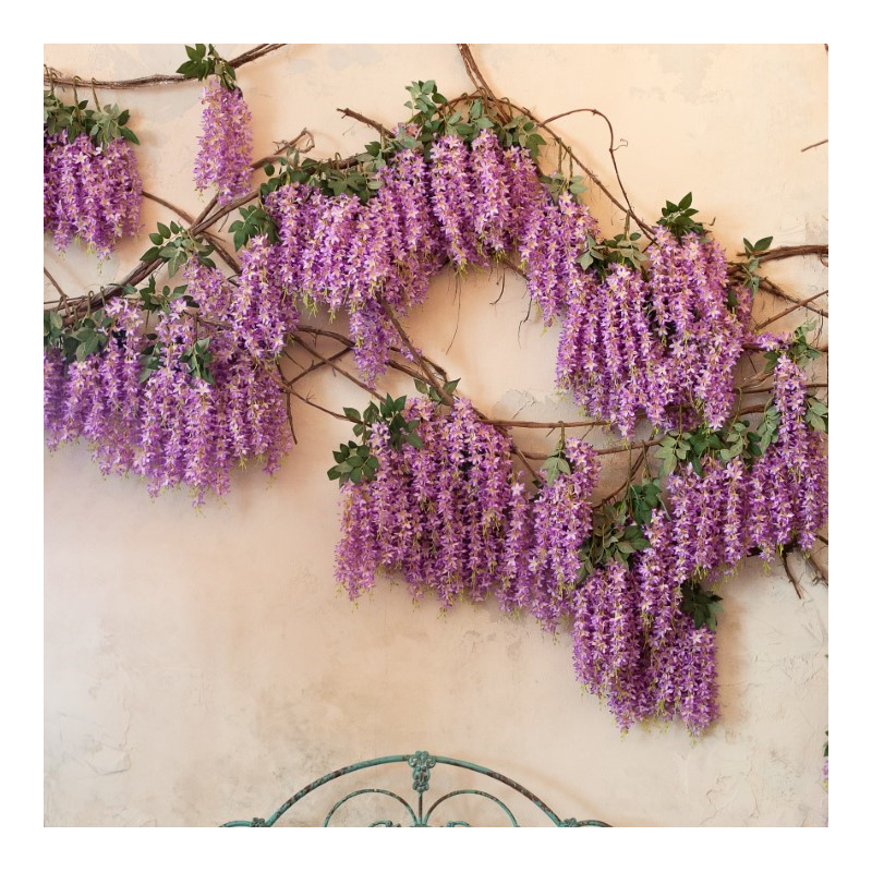 semillas de glicinia wisteria sinensis morada o blanca