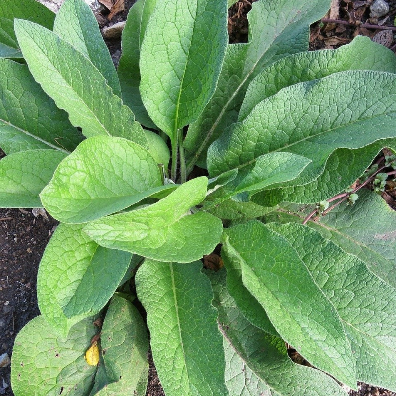 Semillas de Consuelda (Symphytum officinale) para sembrar