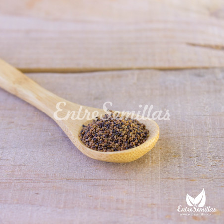 Semillas de Rúcula silvestre Estival (Diplotaxis tenuifolia)