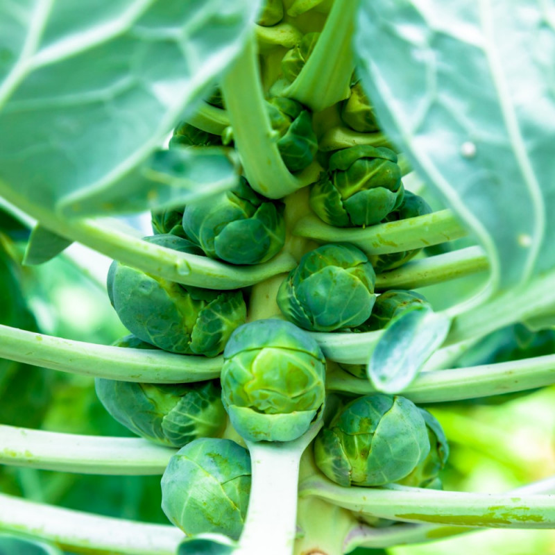 Semillas de Col de Bruselas, coles, brassica gemmifera oleracea