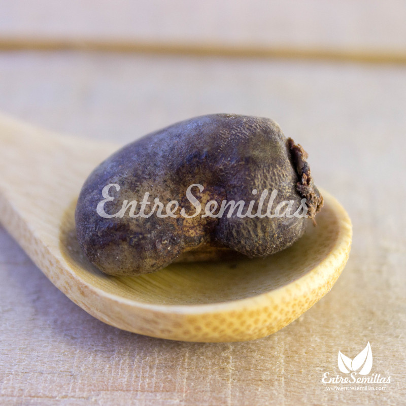 Semillas de Anacardos para sembrar, Anacardium occidentale en semilla
