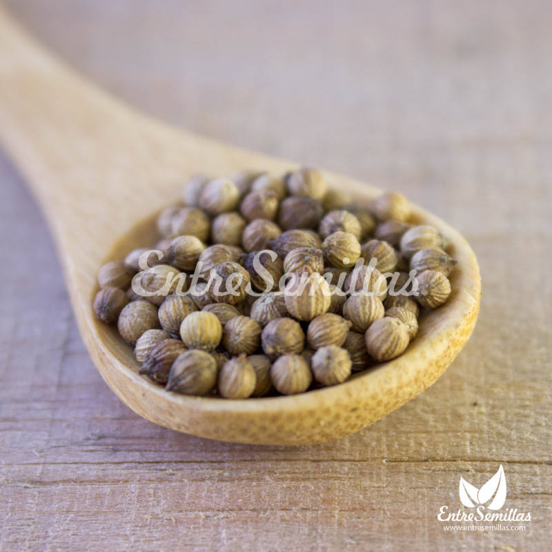 Semillas de Cilantro (Coriandrum sativum) | Compra semillas de Cilantro