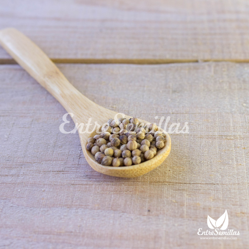 Semillas de Cilantro (Coriandrum sativum) | Compra semillas de Cilantro