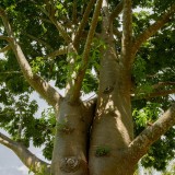 Semillas de Baobab o Adansonia digitata | Entresemillas