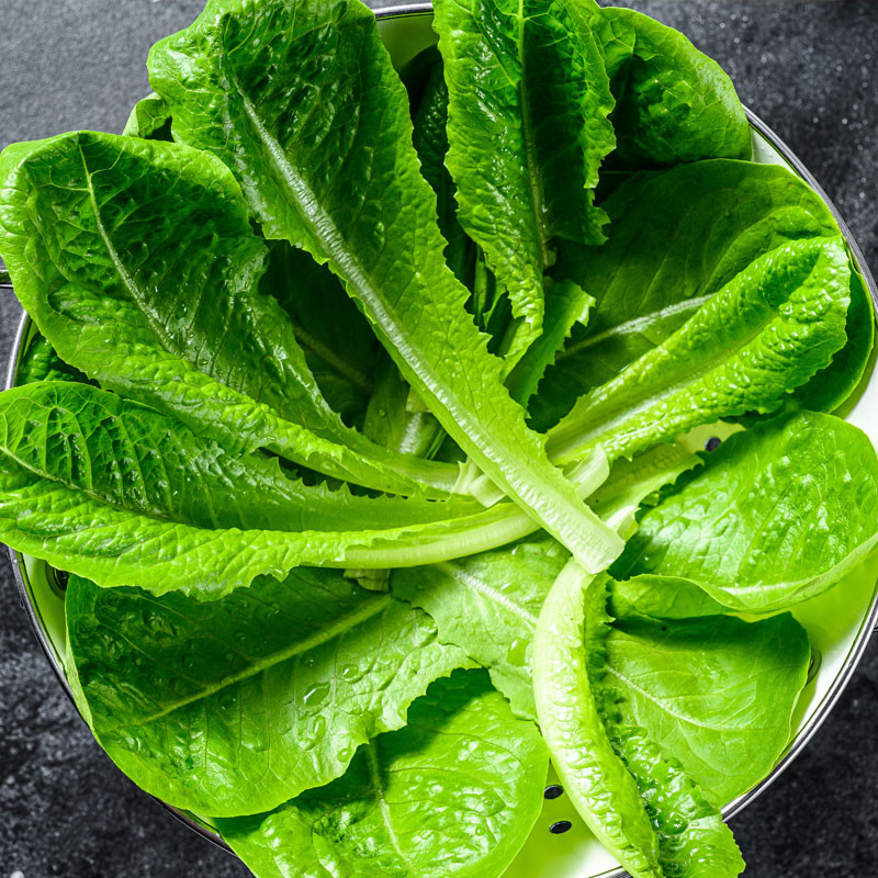 Semillas de Lechuga Romana Parris Island Cos | Tienda de semillas