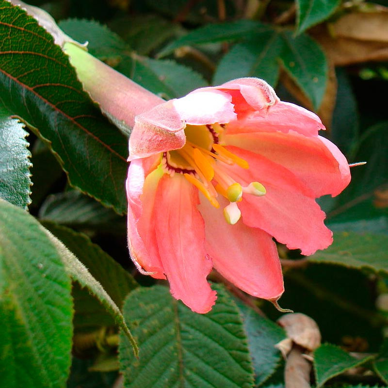 Semillas de Curuba (Passiflora mollissima) | Tienda de semillas online