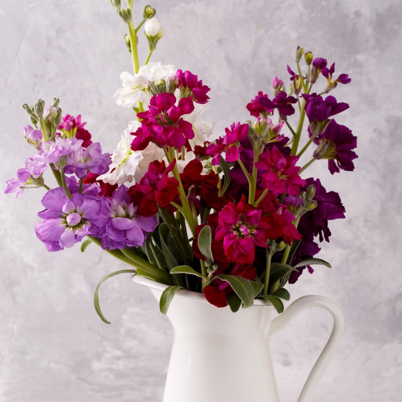 Semillas de Alhelí (Matthiola incana) | Semillas de flores para sembrar