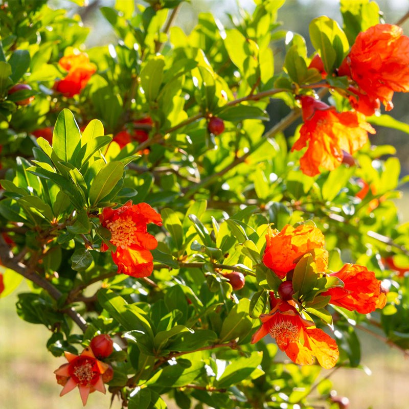 Semillas de Granado (Punica granatum) para sembrar plantas de granada