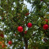 Semillas de Granado (Punica granatum) para sembrar plantas de granada