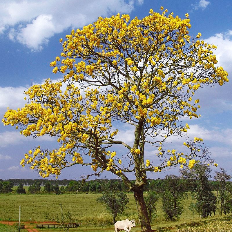 Semillas de Guayacán amarillo (Tabebuia chrysotricha) | Semillas de árboles