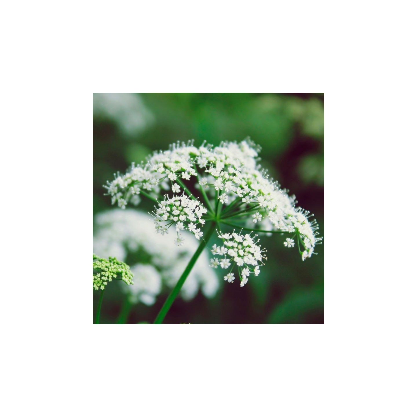 semillas de angelica angelica archangelica hierba del espiritu santo