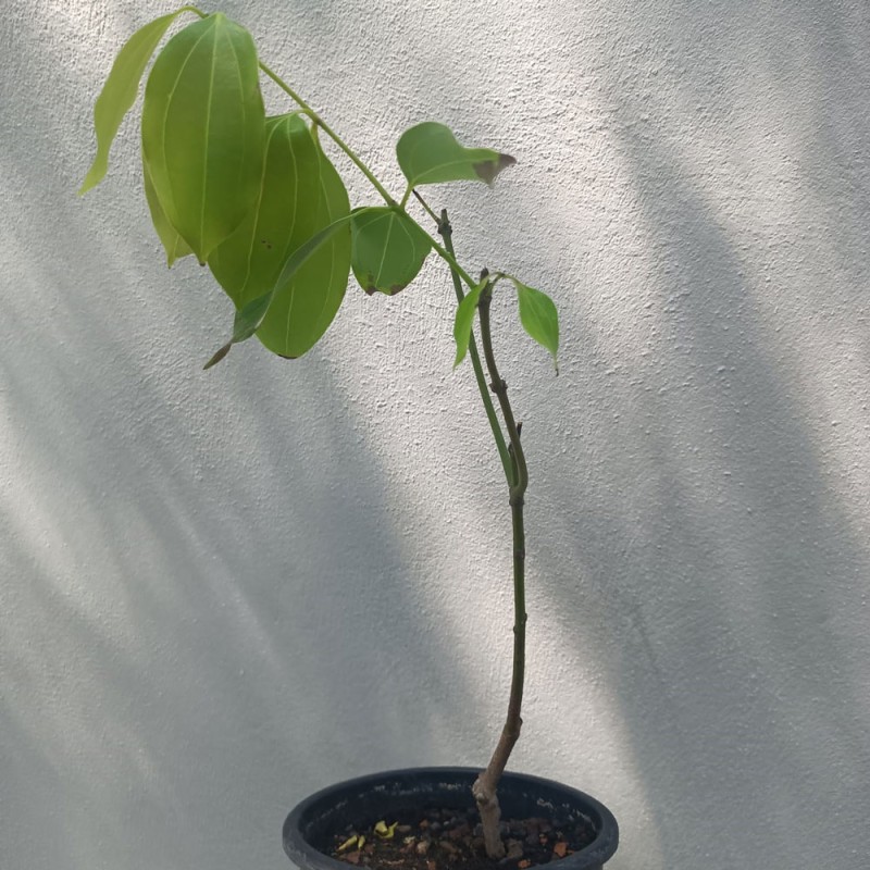 Planta De Arbol De Canela Cinnamomun Zeylanicum Verum Canelo Ceylan