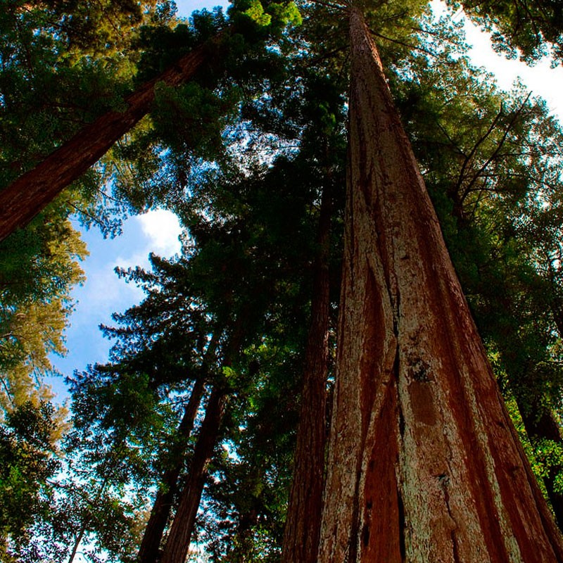Plantas de Secuoya roja (Sequoia sempervirens) | Tienda de plantas