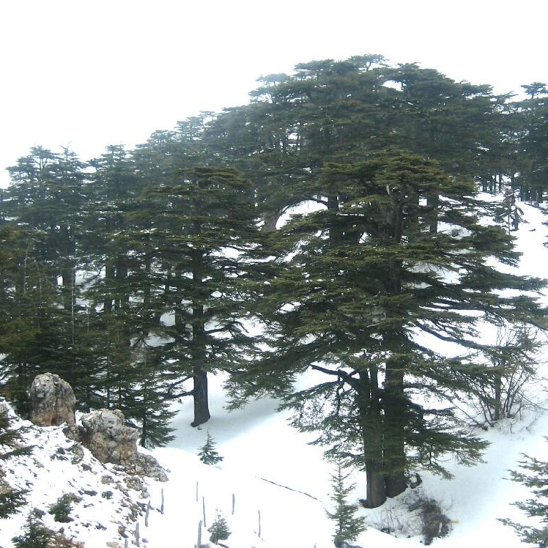 Semillas de Cedro del Líbano (Cedrus libani) | EntreSemillas