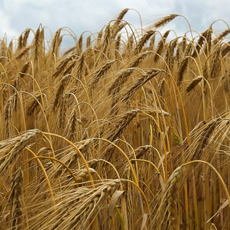 Semillas de Cebada (Hordeum vulgare) | Venta de semillas