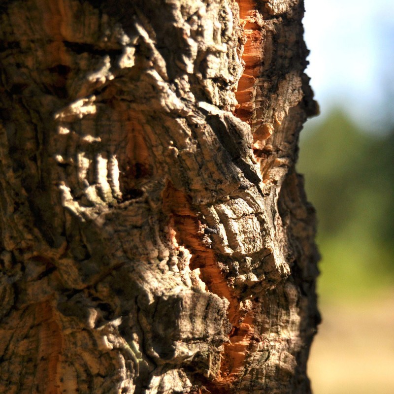 Quercus suber (Alcornoque) - Semillas - Árbol mediterráneo resistente