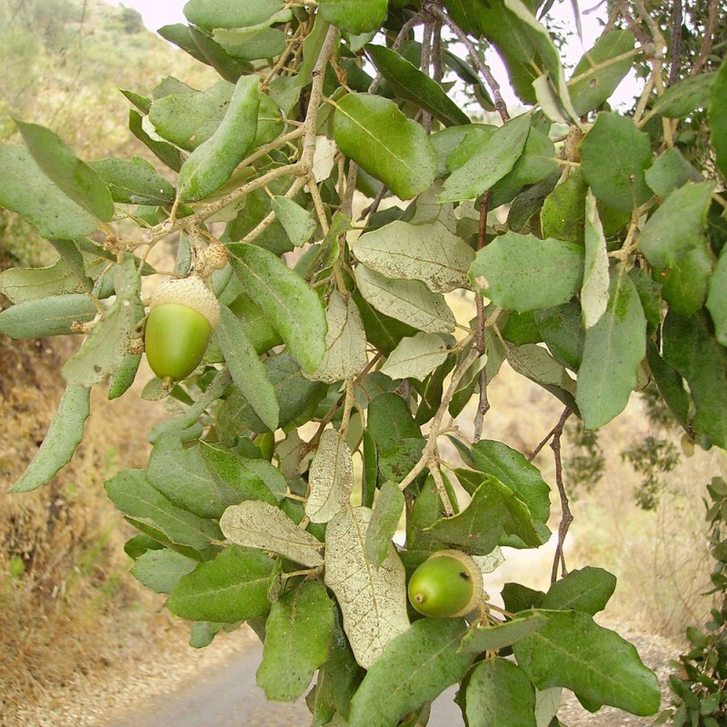 Quercus suber (Alcornoque) - Semillas - Árbol mediterráneo resistente