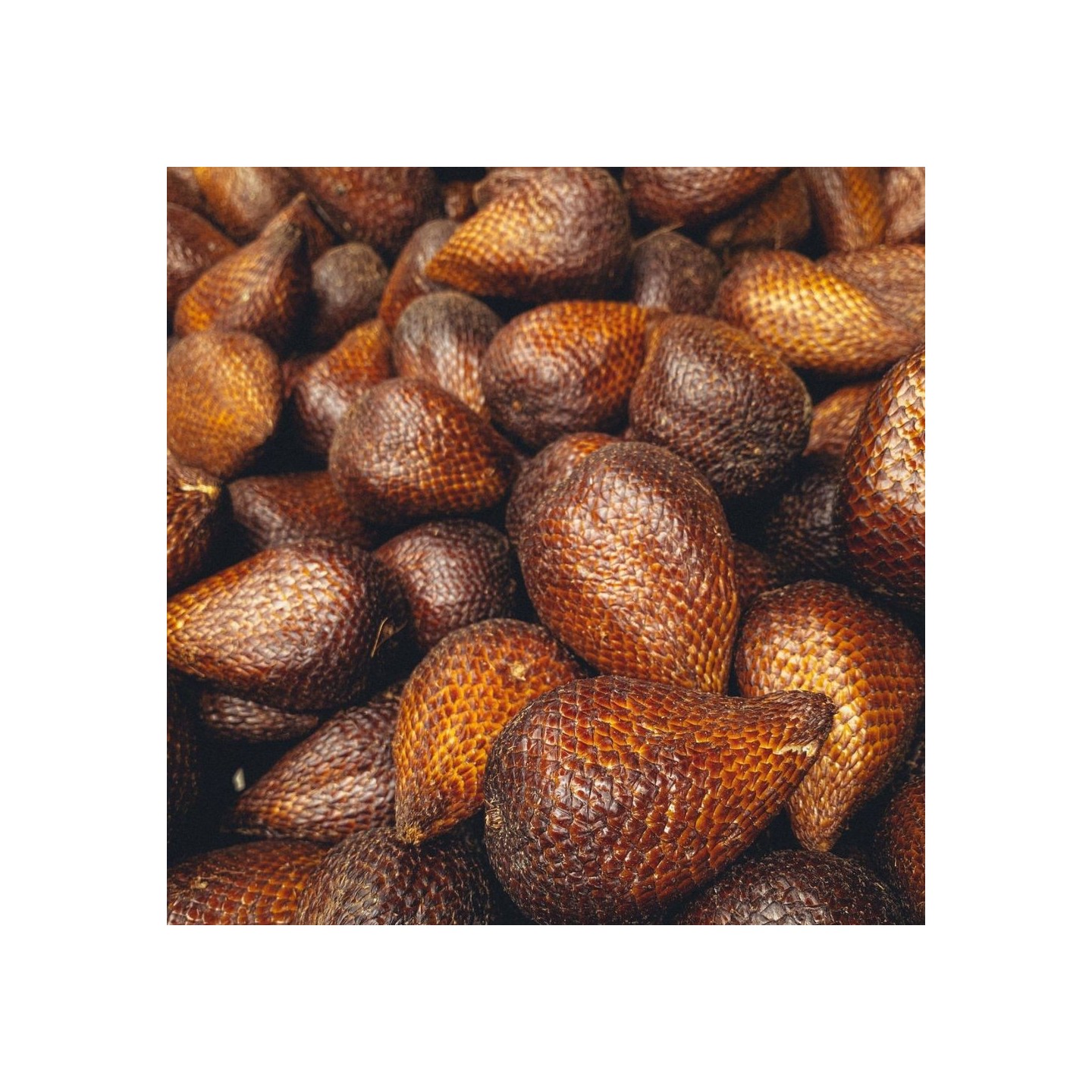 Salak - Semillas