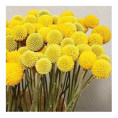 Plantas de craspedia globosa sembrar semillas flores amarillas flor