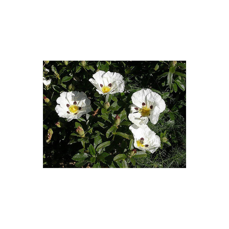 Semillas de jara pringosa cistus ladanifer flor blanca grande planta