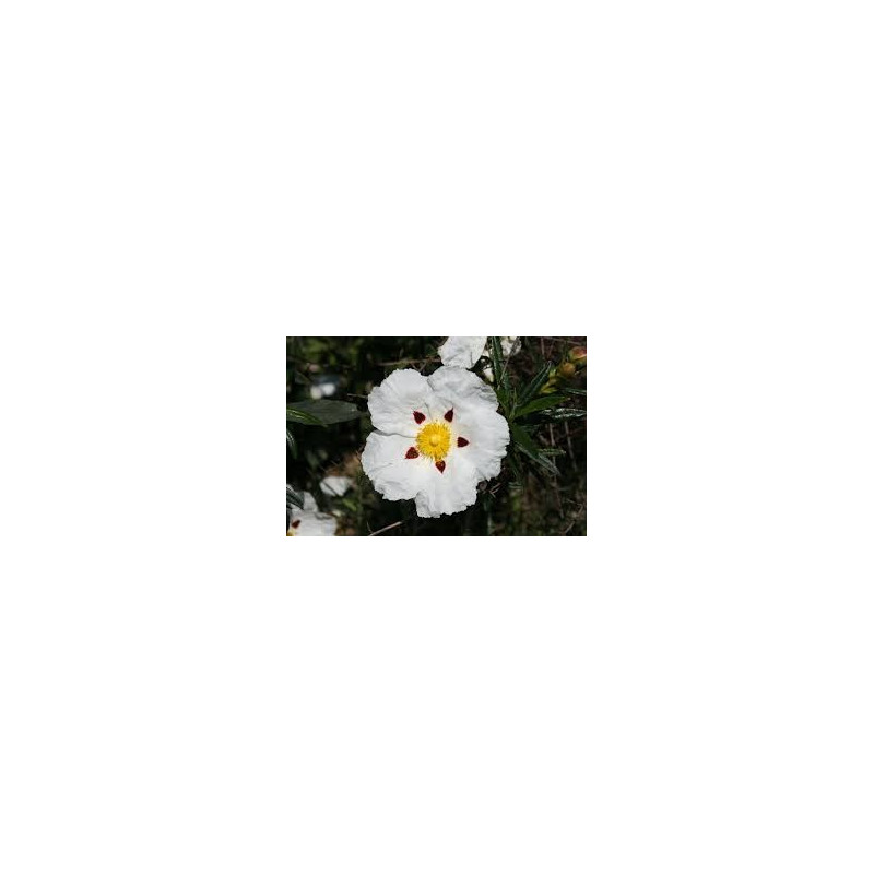 Semillas de jara pringosa cistus ladanifer flor blanca grande planta