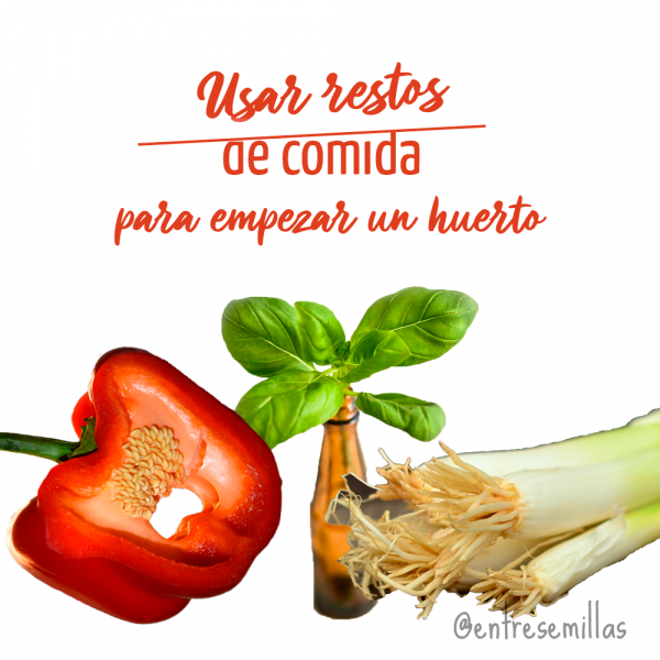 Cómo regar las semillas | Blog Entre Semillas