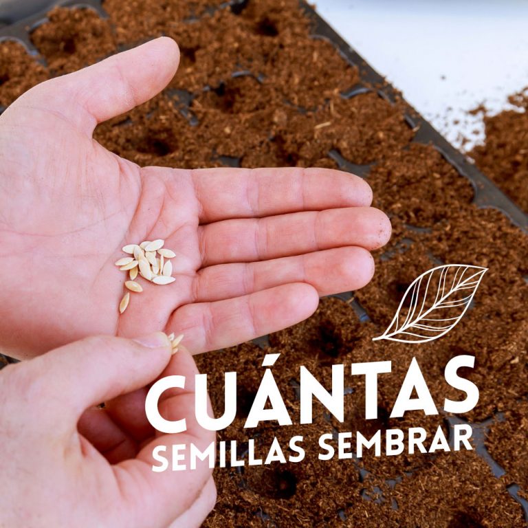 Remojar las semillas antes de sembrar: cómo y porqué | Blog Entre Semillas